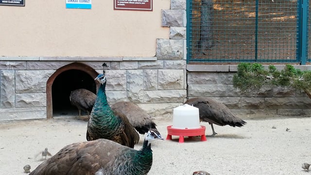 Peacock, Animal, Animals. Free Stock Video - Pixabay