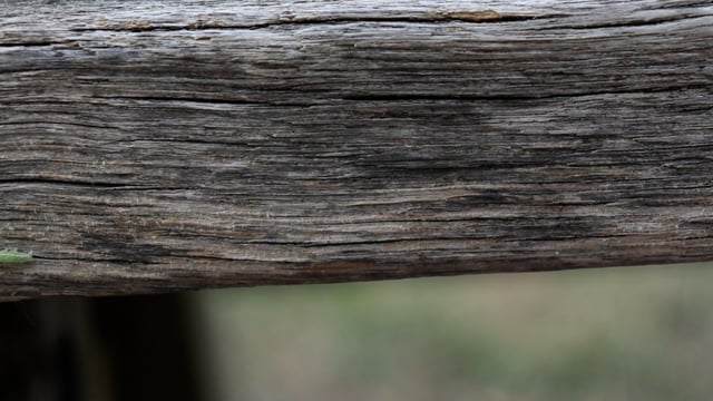 Caterpillar, Insect, Close Up. Free Stock Video - Pixabay