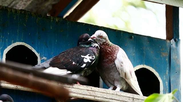 Dove, Bird, Pigeon Coop. Free Stock Video - Pixabay