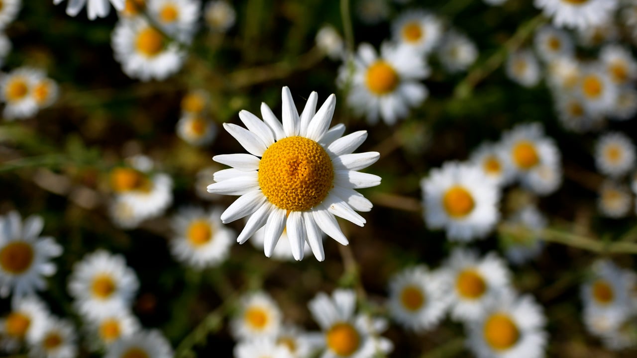Chamomile, Flowers, Field. Free Stock Video - Pixabay
