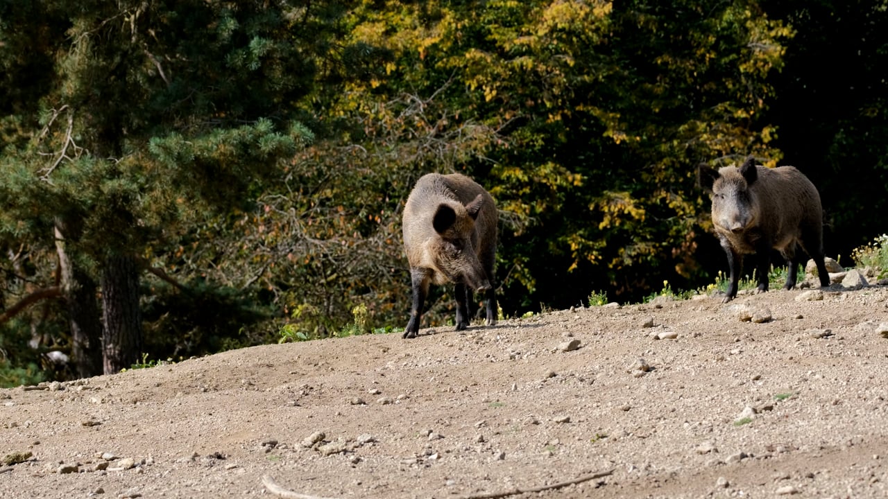 Big Sow Pig Videos: Download 421+ Free 4K & HD Stock Footage Clips ...