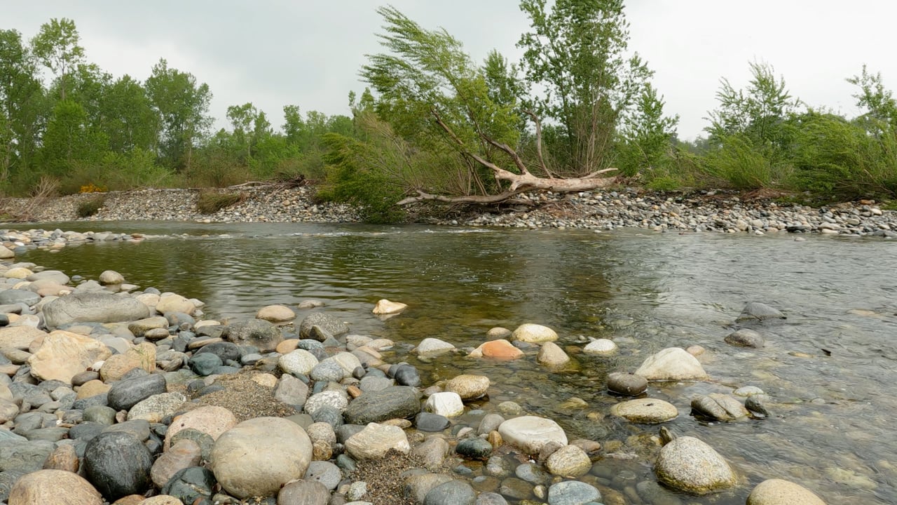 River, Creek, Trees. Free Stock Video - Pixabay