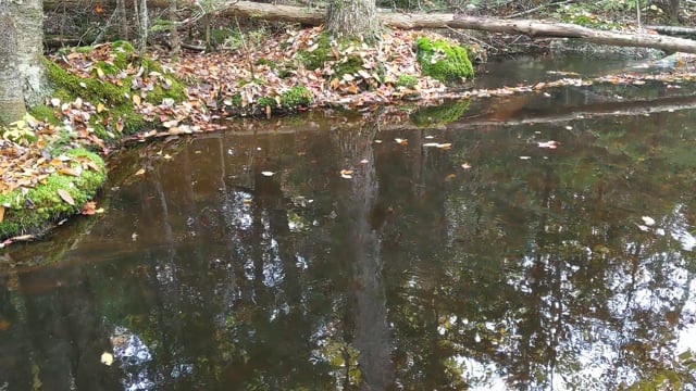Creek, Water, Reflection. Free Stock Video - Pixabay