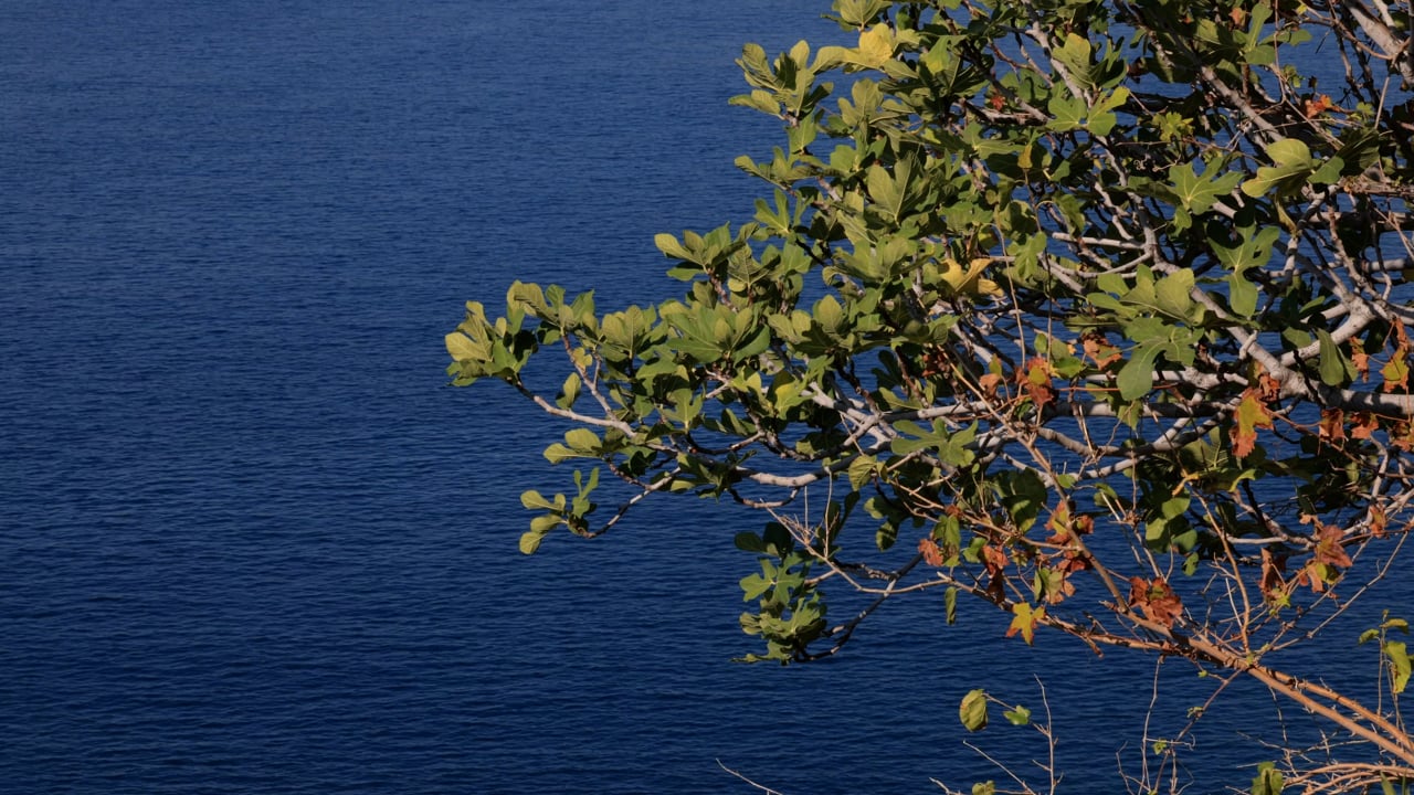 Tree, Leaf, Sea. Free Stock Video - Pixabay