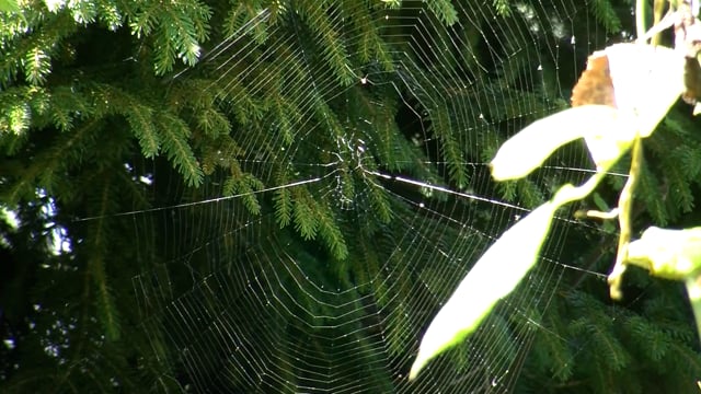 Spider'S Web, Pine, Web. Free Stock Video - Pixabay