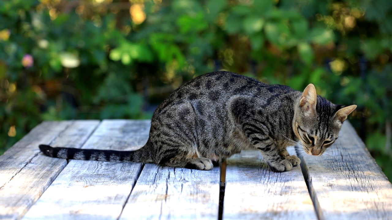 Wild Cat Royalty Videos: Download 2,750+ Free 4K & HD Stock Footage ...