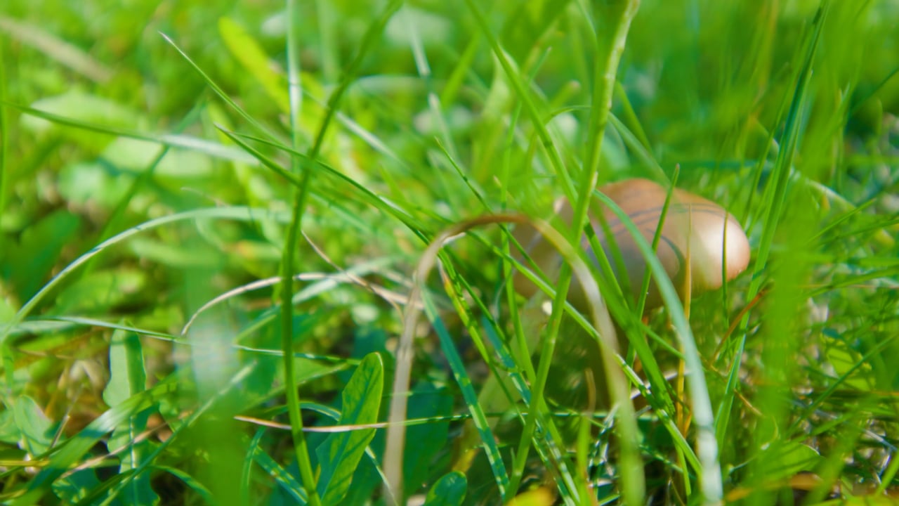 Lawn Videos: Download 168+ Free 4K & HD Stock Footage Clips - Pixabay