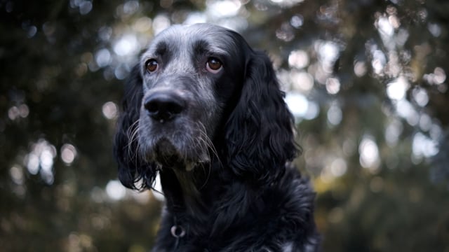 Dog Walking Videos: Download 2,016+ Free 4K & HD Stock Footage Clips ...