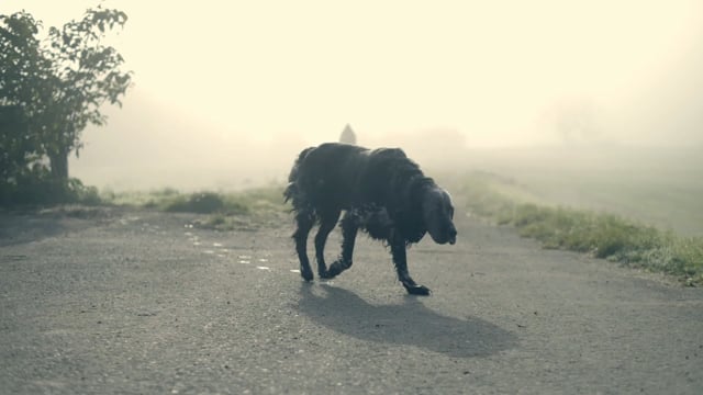 Dog Walking Videos: Download 55+ Free 4K & HD Stock Footage Clips - Pixabay
