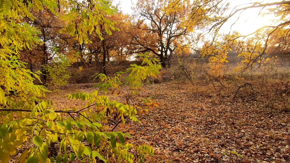 Autumn, Golden Autumn In The Forest, Falling Leaves. Free Stock Video ...