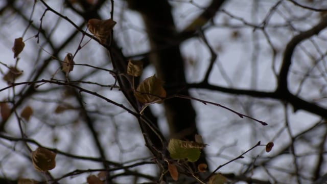 Tree, Branches, Wind. Free Stock Video - Pixabay