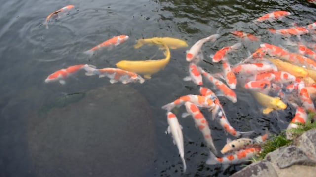 Peixe Lago Koi - Free video on Pixabay - Pixabay