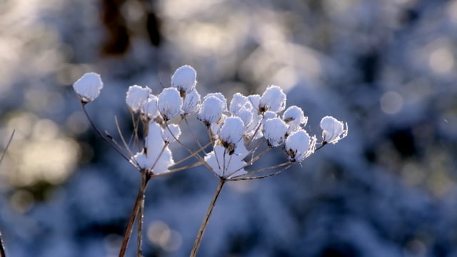 Winter, Snow, Plant. Free Stock Video - Pixabay