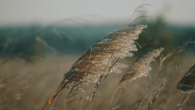 Nature, Meadow, Wind. Free Stock Video - Pixabay