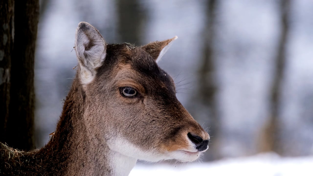 Deer, Wild, Head. Free Stock Video - Pixabay