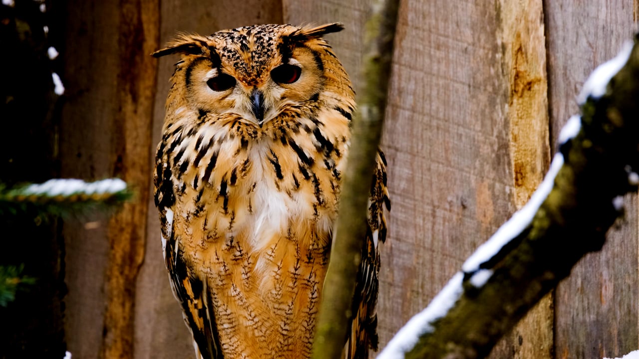 Owl, Nocturnal Bird, Wildlife. Free Stock Video - Pixabay