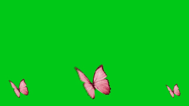 Mariposa De Pantalla - Free video on Pixabay