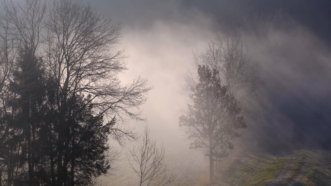 Bosques De Niebla Paisajes Niebla