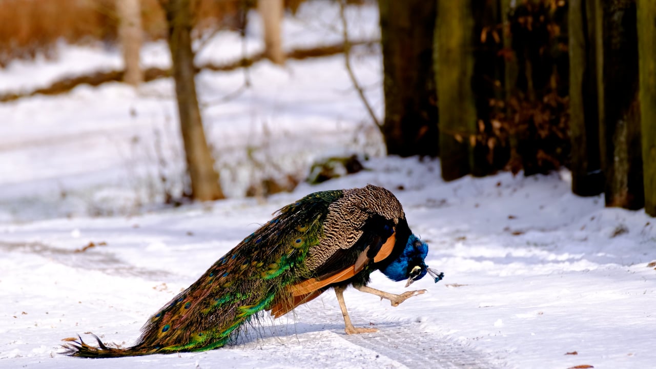 Pauw Vogel Winter - Free video on Pixabay