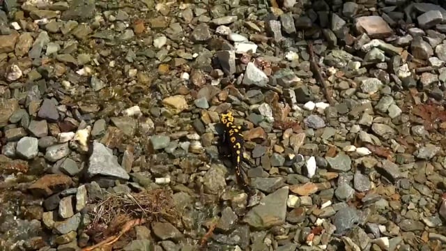 Reptile Walking In A Stone Field, Reptile Walking, Stone Field. Free ...