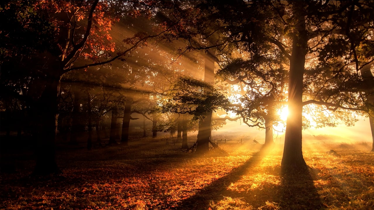 Bosque Al Atardecer Foto Del Bosque Durante El Atardecer · Foto De