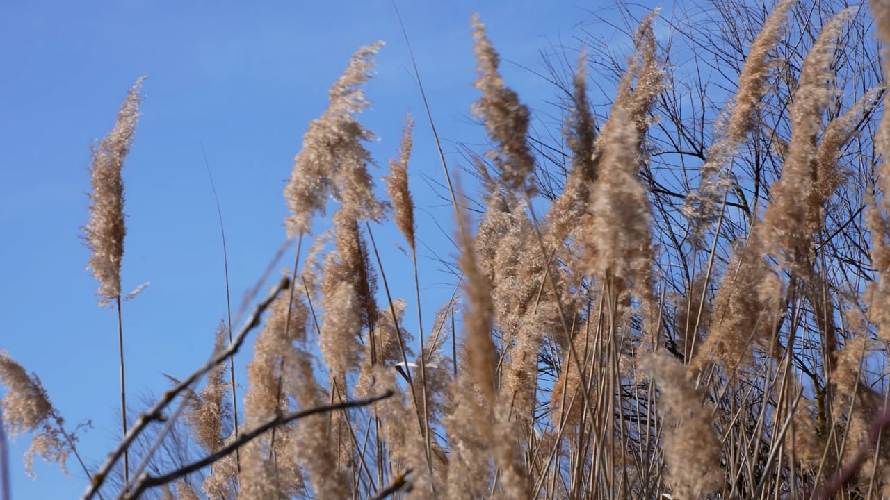 Vento Natureza Arvores - Free video on Pixabay - Pixabay