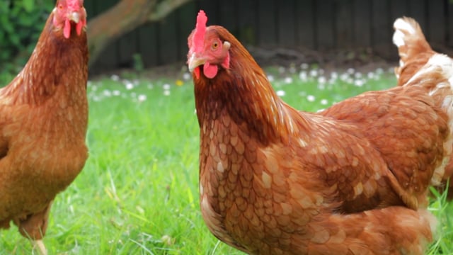 Gallina Chick Gallo - Free video on Pixabay - Pixabay