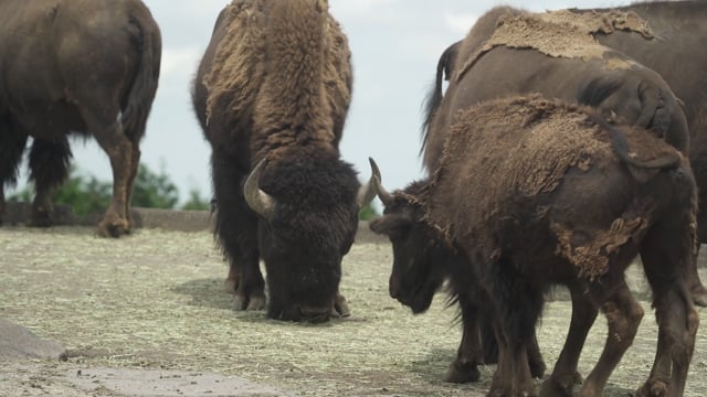 Buffalo Cow, Buffalo, Cow. Free Stock Video - Pixabay