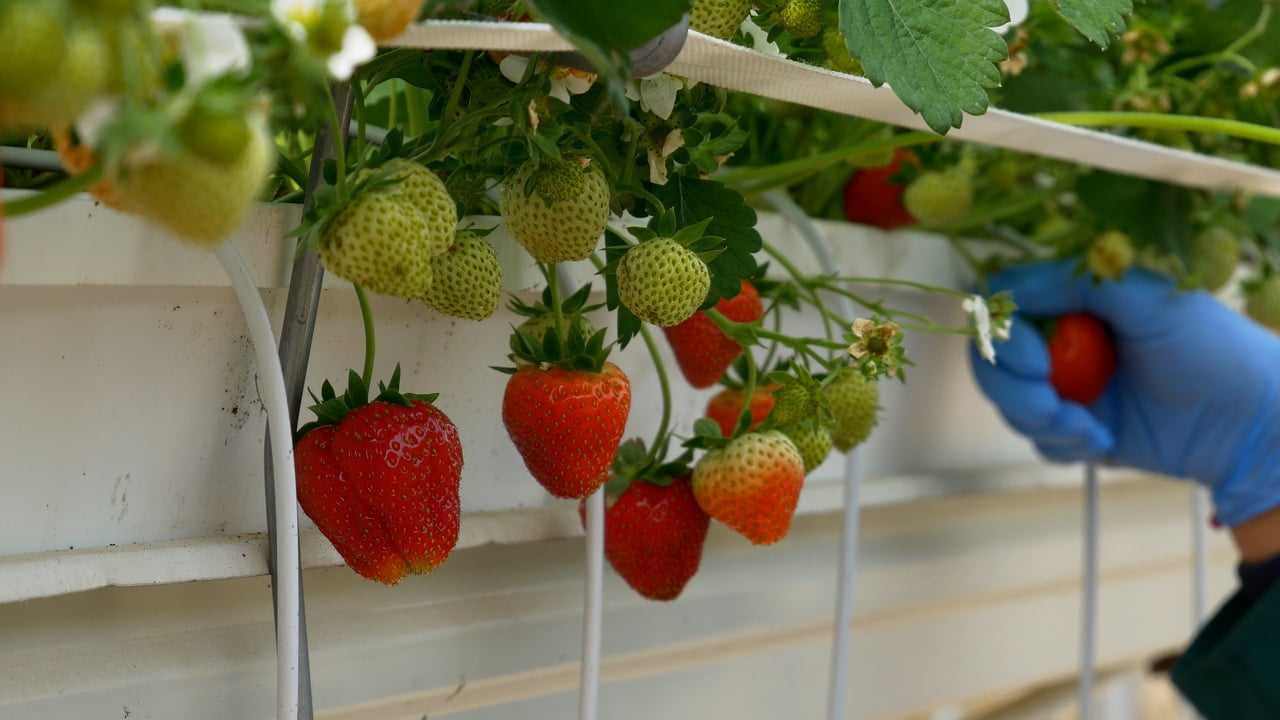 Fraise Baie Rouge - Free video on Pixabay