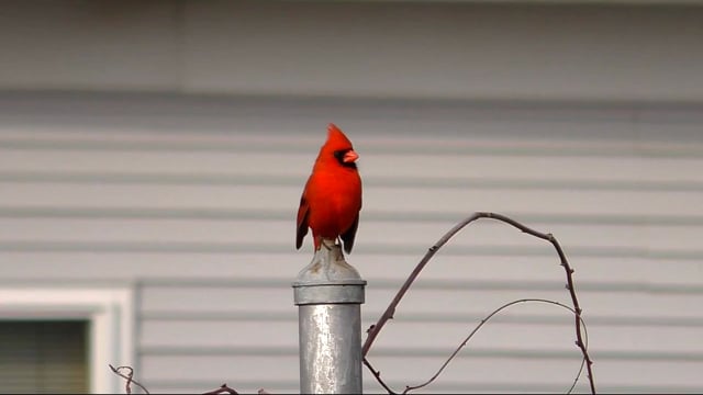 Cardinale Uccello Rosso - Free video on Pixabay
