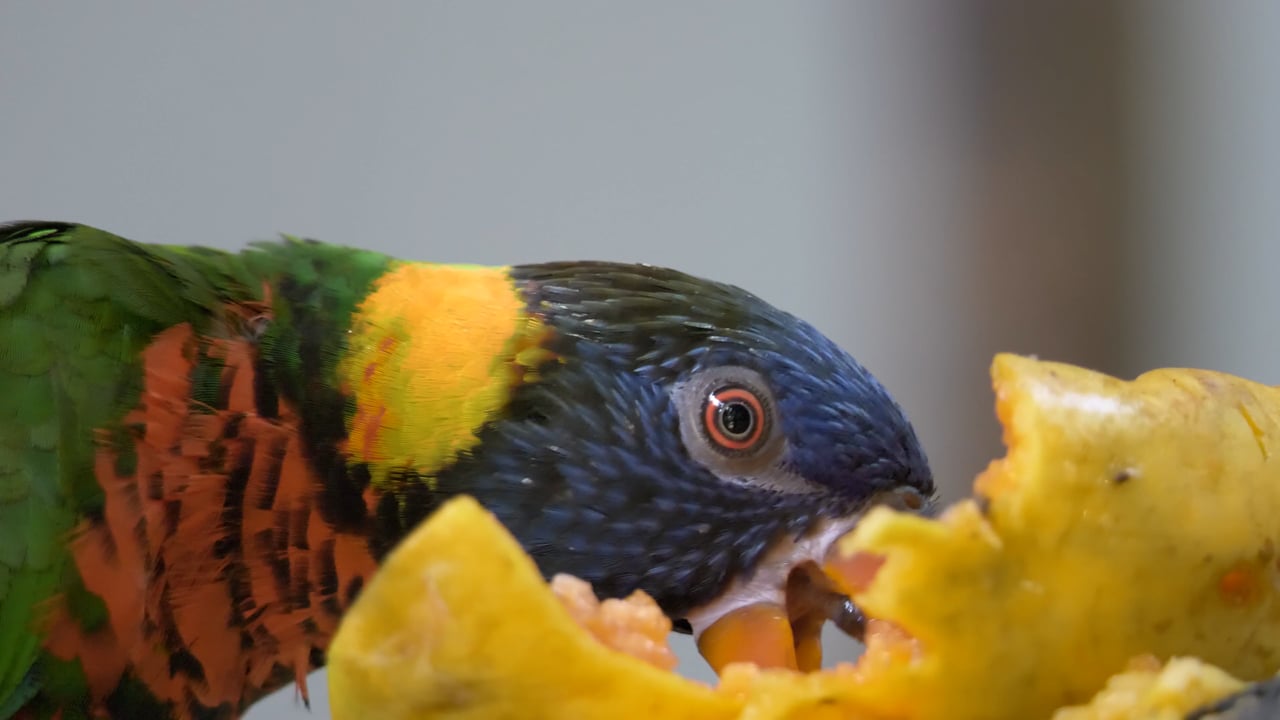 Lori, Bird, Meal. Free Stock Video - Pixabay