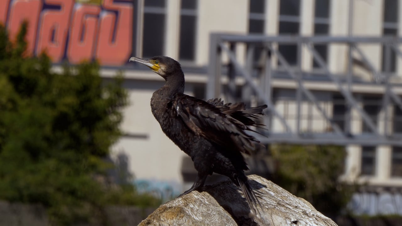 Cormorant, Animal, Bird. Free Stock Video - Pixabay