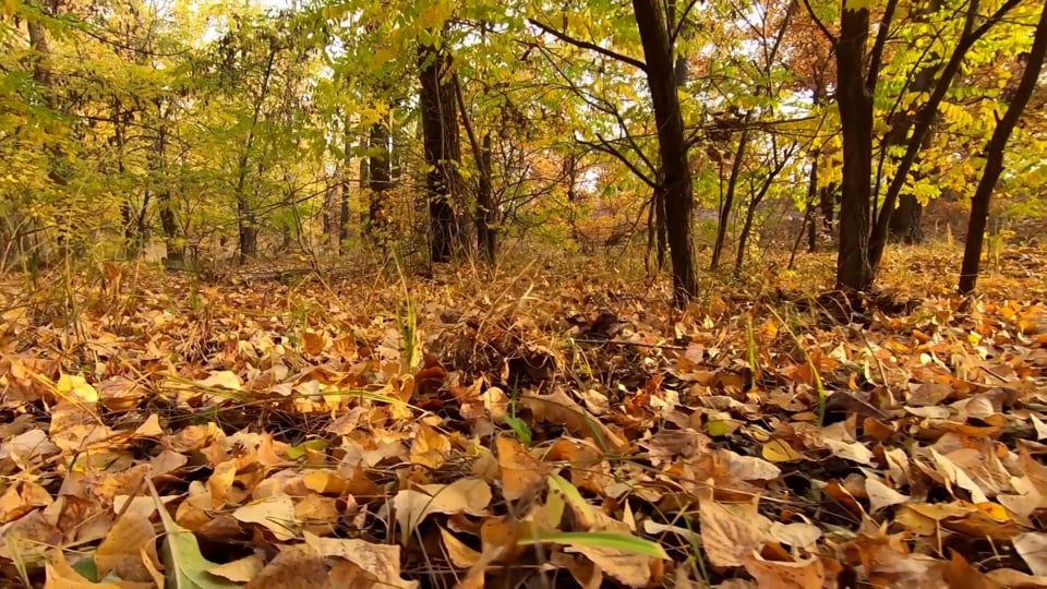 Autumn, Golden Autumn In The Forest, Falling Leaves. Free Stock Video ...