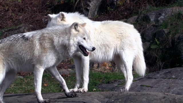 Wolf, Volwes, Wild Animals. Free Stock Video - Pixabay