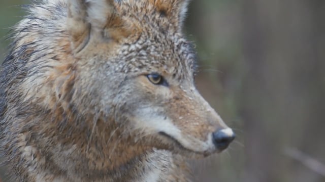 Wolf, Wild Animal, Animals. Free Stock Video - Pixabay