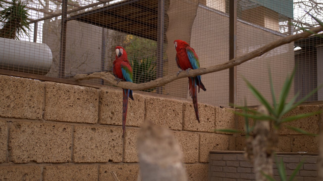 Parrots, Bird, Wildlife. Free Stock Video - Pixabay