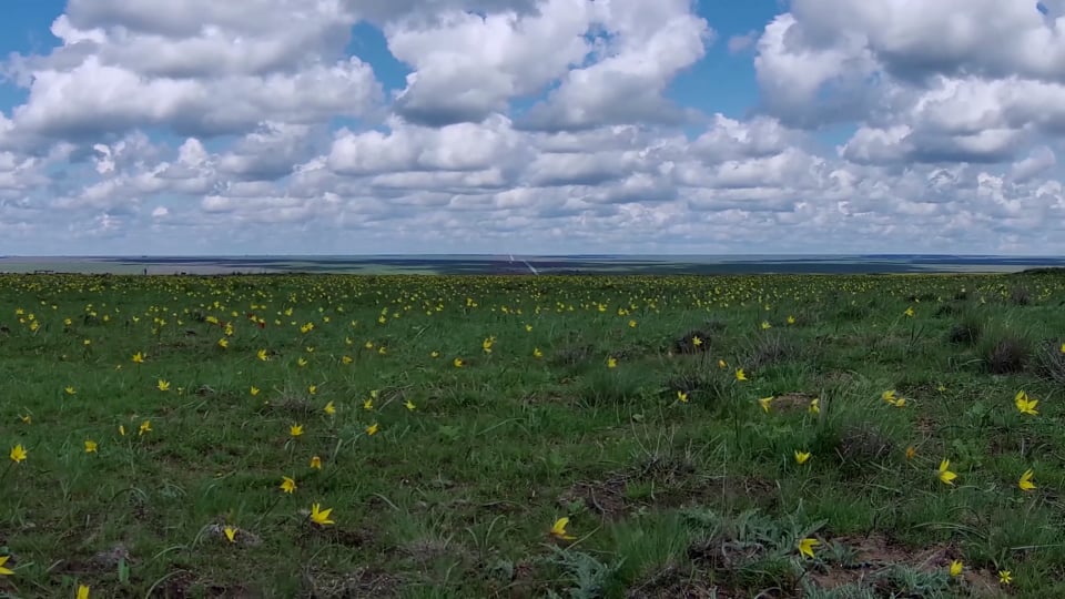 Steppe Tulips, Tulip Bloom, March 8. Free Stock Video - Pixabay