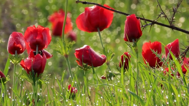 Nature Rain Bloom Free Stock Video Pixabay