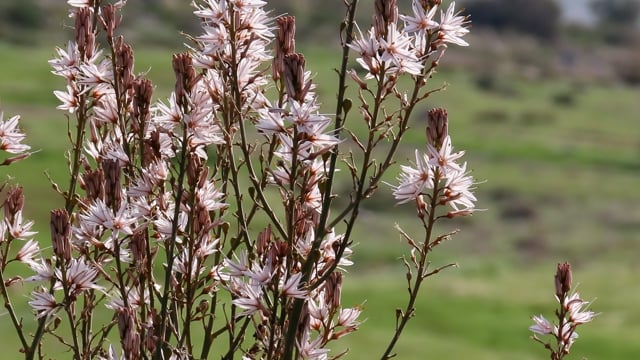 Nature, Flower, Israel. Free Stock Video - Pixabay