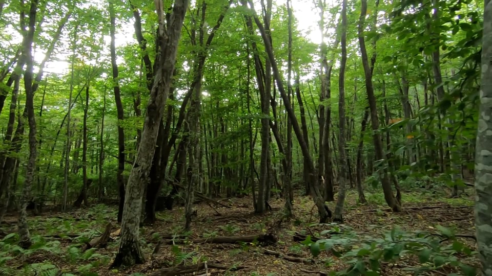 Bosque Oscuro En Stavropol - Free video on Pixabay - Pixabay