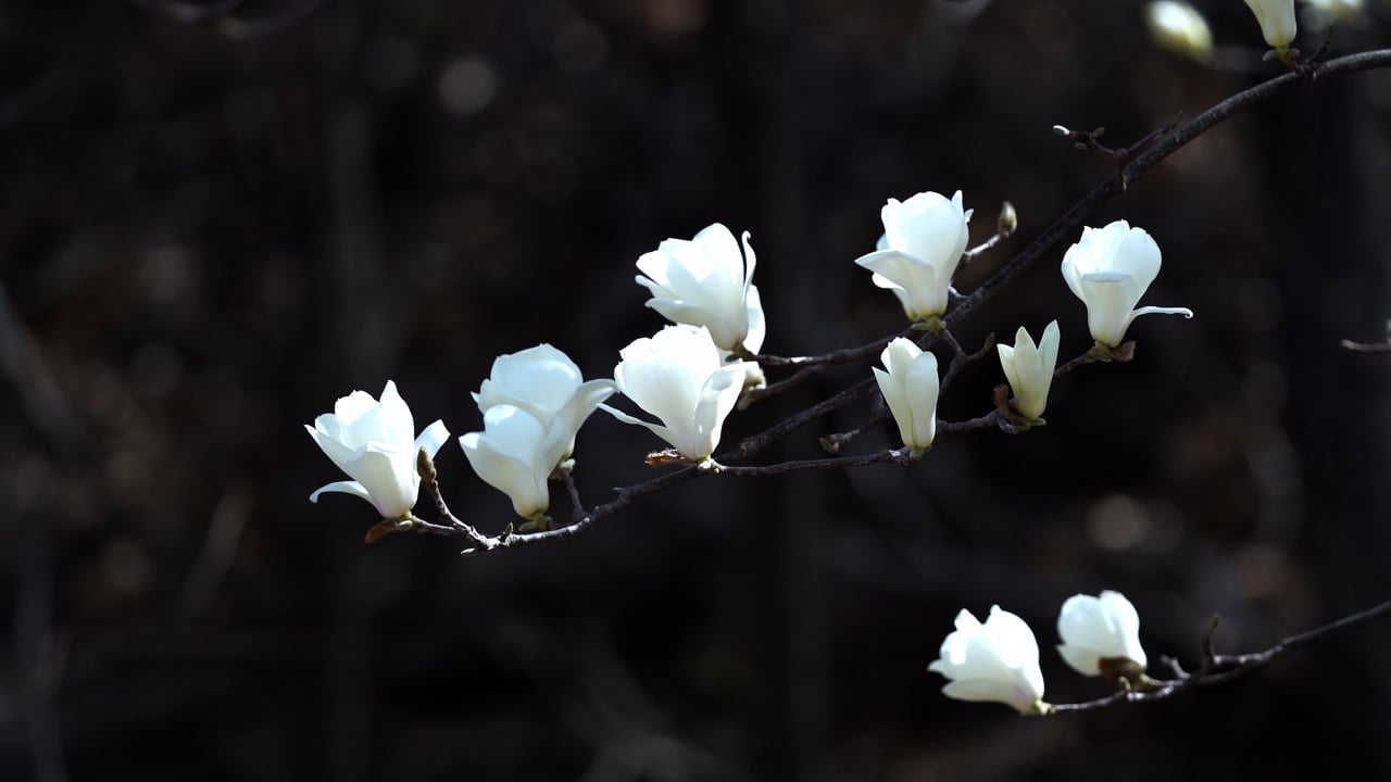 春天 玉兰 白玉兰 - Free video on Pixabay