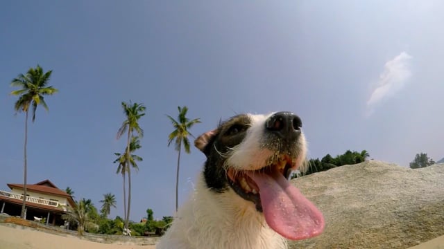 Dogs Playing Videos: Download 1,291+ Free 4K & HD Stock Footage Clips ...