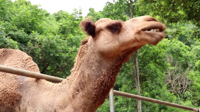Camello Animal Animales De - Free video on Pixabay - Pixabay