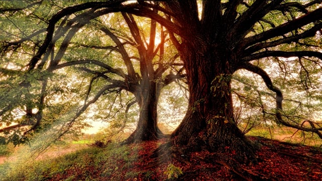 Oak Tree Art Videos: Download 14,731+ Free 4K & HD Stock Footage Clips ...