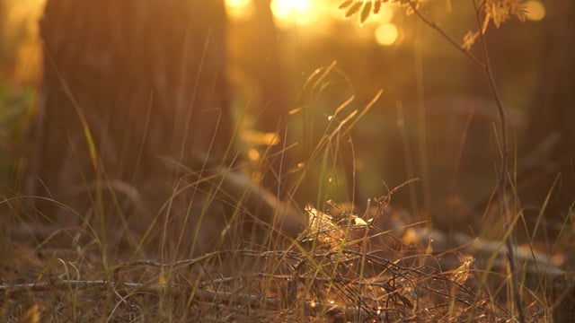 Sun Rays Videos: Download 2,538+ Free 4K & HD Stock Footage Clips - Pixabay