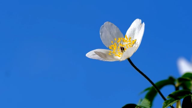Free Flower Videos: 4K Nature Footage & HD Clips for Download - Pixabay