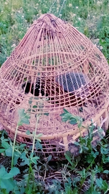 Black Partridge, Birdcage, Cage. Free Stock Video - Pixabay
