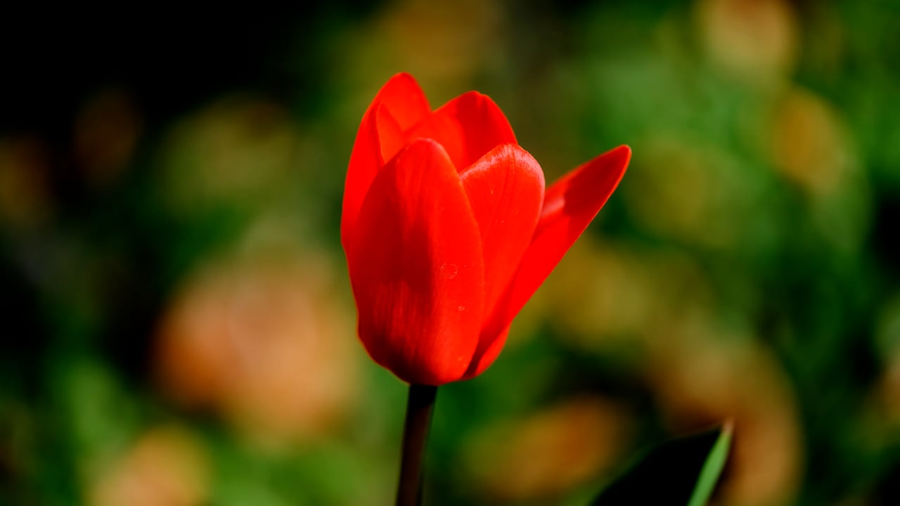 Tulip Closeup Videos: Download 811+ Free 4K & HD Stock Footage Clips ...