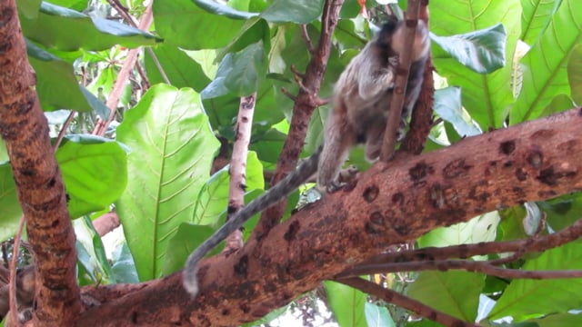 Sagui Animal Natureza - Free video on Pixabay - Pixabay