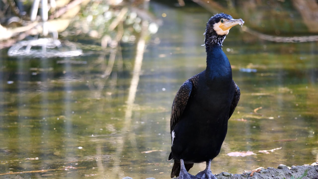 Aalscholver Watervogel Jager - Free video on Pixabay